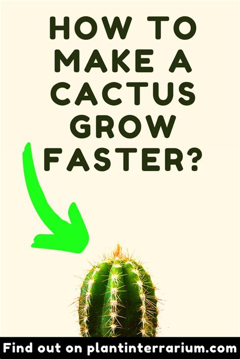 How To Make A Cactus Grow Faster Tips And Tricks In 2024 Cactus