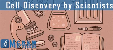 What Did Hooke And Leeuwenhoek Discover About Cells Using A Microscope Microscope Crew