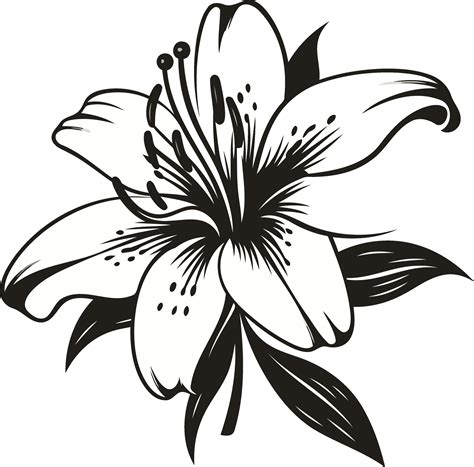 Black And White Illustration Of A Lily Flower 49245263 Vector Art At Vecteezy