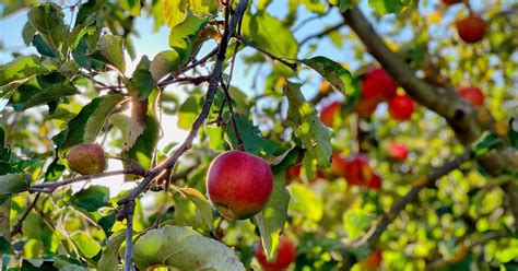 Best Fertilizer For Apple Trees When To Feed Apple Trees The Garden