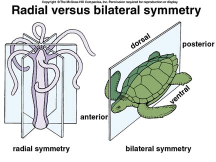 Bilateral And Radial Symmetry Biology Website