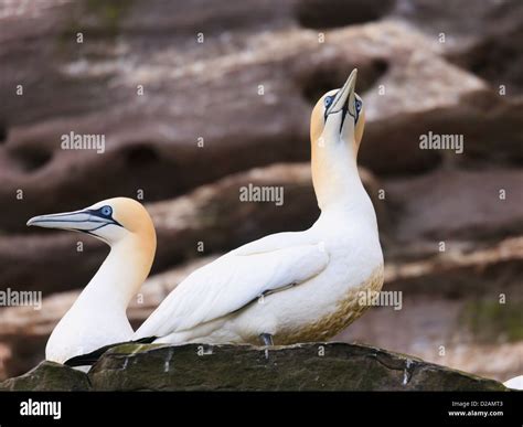 Northern Gannets On Nesting On Rock Ledges Of Seacliffs On Isle Of Noss