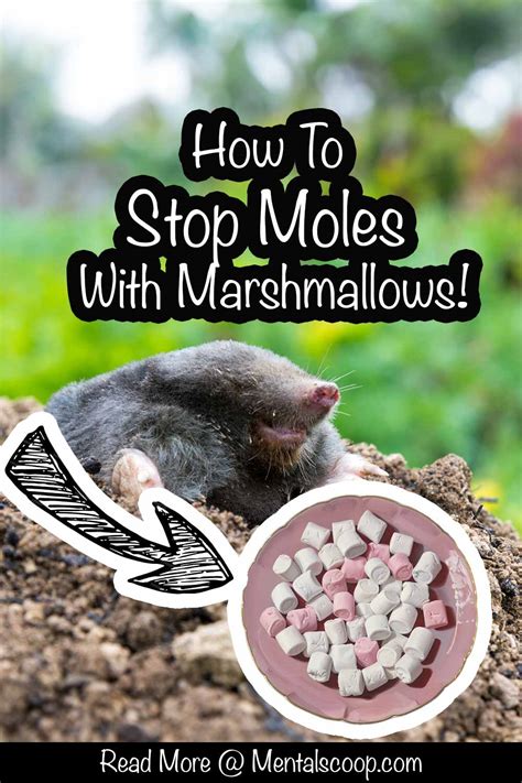 Home How To Stop Moles With Marshmallows I Cannot Believe How