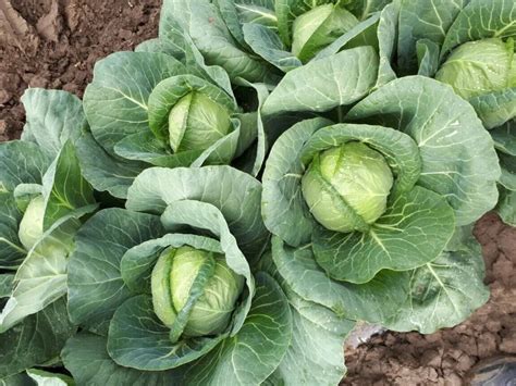 Як правильно поливати капусту в спеку Rm