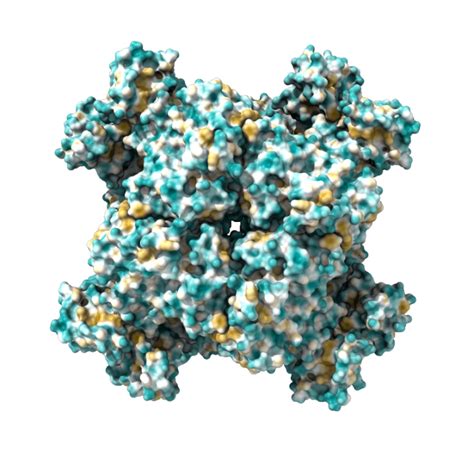 Chimerax A Brief Chimerax Tutorial Kpwus Group Research Site