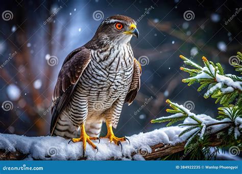 The Of Northern Goshawk Royalty Free Cartoon 294986465