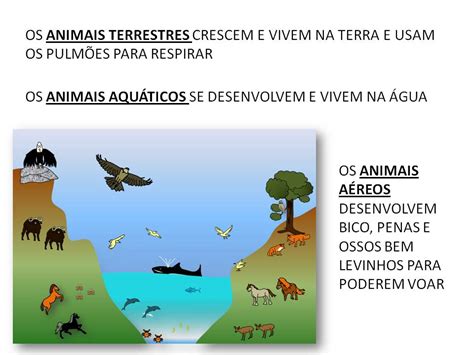 Animais Terrestres Aquáticos E Aéreos Retoedu
