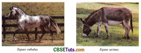 Taxonomic Hierarchy In Biological Classification Groups Cbse Tuts