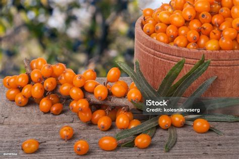 배경 흐리게 정원 테이블에 나무 그릇에 바다 갈 매 나무속 열매 가득 찬에 대한 스톡 사진 및 기타 이미지 가득 찬 가시 가을 Istock