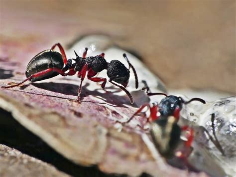 Dolichoderus Scabridus Ausemade