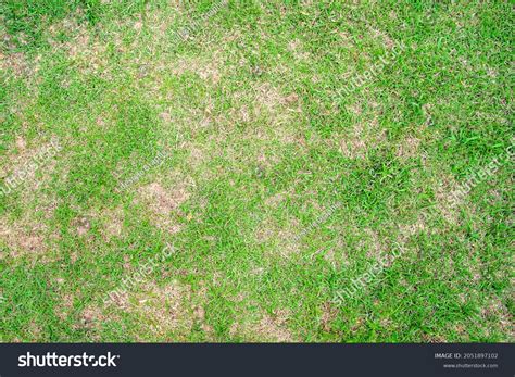 Grass Leaf Texture