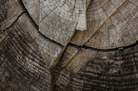 트리 트렁크 배경과 텍스처 잘라 나무 줄기의 나무 텍스처입니다 오래 된 나무 질감의 근접 촬영 보기입니다 추상 텍스처와 디자이너에 대 한 배경 나무 배경입니다 자연