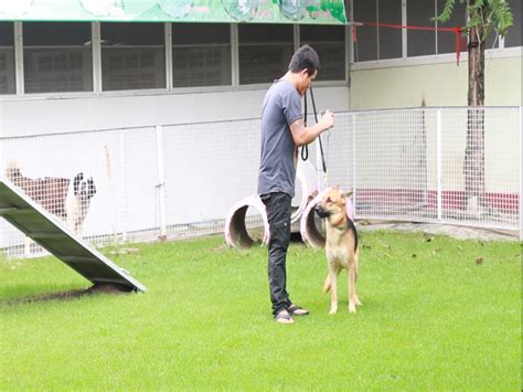 การฝึกสุนัข หลักการและวิธีในการฝึกสุนัข หลักในการฝึกสุนัข