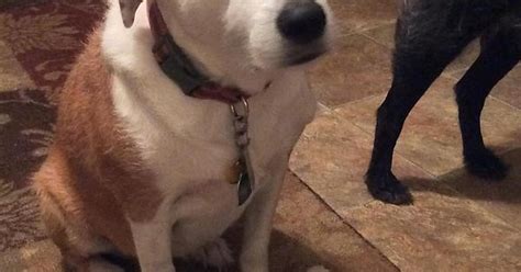 Sad Pupper Album On Imgur