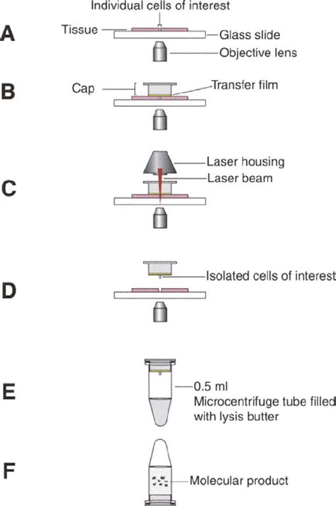 The Step S Of Laser Capture Microdissection Are Shown In Part S A F