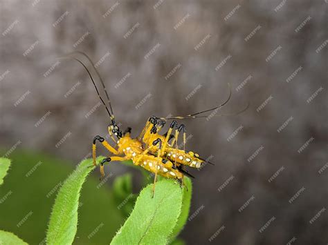 Premium Photo Assassin Bug Harpactorinae Mating On A Green Leaf With Blur Background