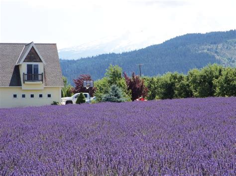 Lavender Fields In Oregon House Styles Country Roads Lavender Fields
