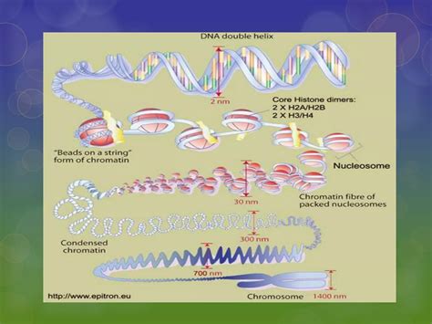 Organization Macromolecule Complex Pptx