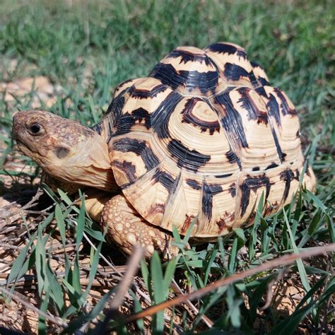 Tortuga Leopardo Stigmochelys Pardalis Reptilur