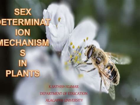 Euploidy And Aneuploidy Ppt