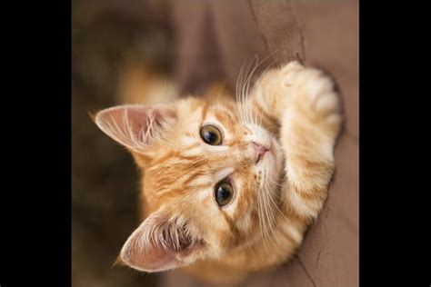 Python Pillow How To Rotate Images Pil Coderslegacy