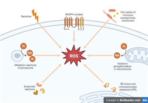 What Causes Reactive Oxygen Species At David Masterson Blog