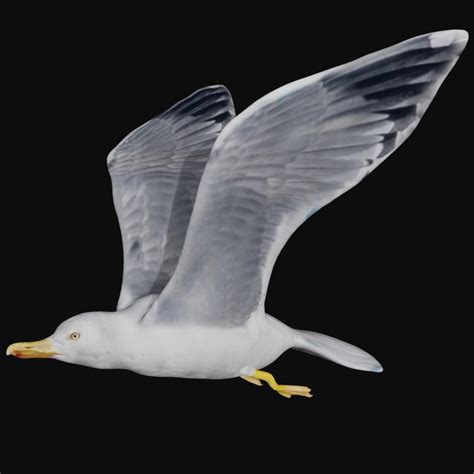Seagull 3d Model Rigged And Low Poly Team 3d Yard