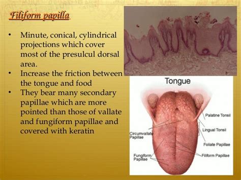 Tongue Ppt