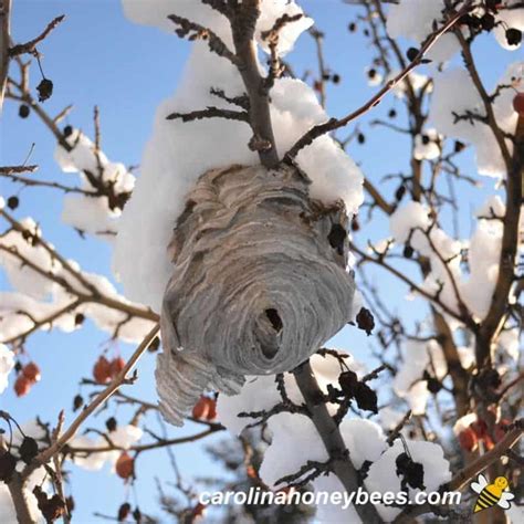 Where Do Honey Bees Go In Winter Carolina Honeybees