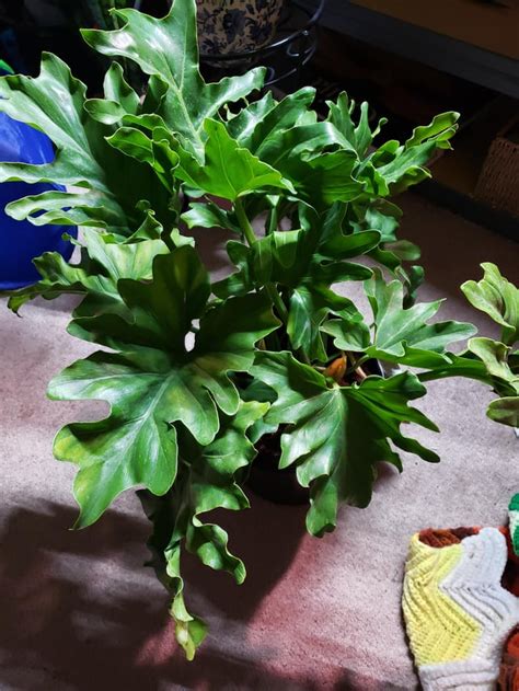 Simplified Algorithm For Tetanus Prophylaxis Rstep2