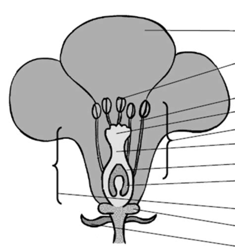 Plant Reproduction Diagram Quizlet