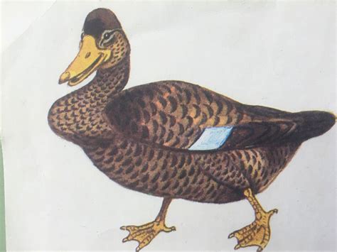 Уточка красивая