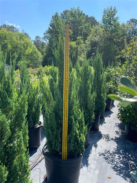 Blue Point Juniper 7 Gallon Container Tree Farm Direct