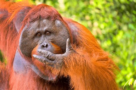 Wisata Tanjung Puting National Park Amazing Singkawang Best Adventure Partner