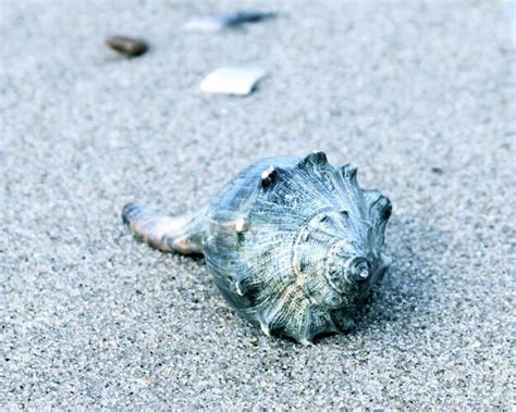 Premium Photo Whelk Seashell On A Sandy Beach