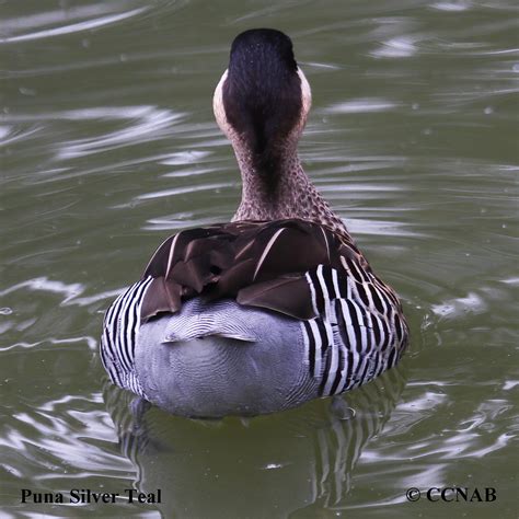 Silver Teal Anas Versicolor North American Exotic Ducks Birds Of