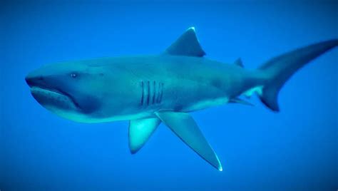 70 Common Types Of Sharks With Pictures And Names