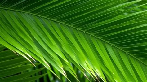 Vibrant Palm Leaf Background A Lush Green Oasis Tropical Tree Tree