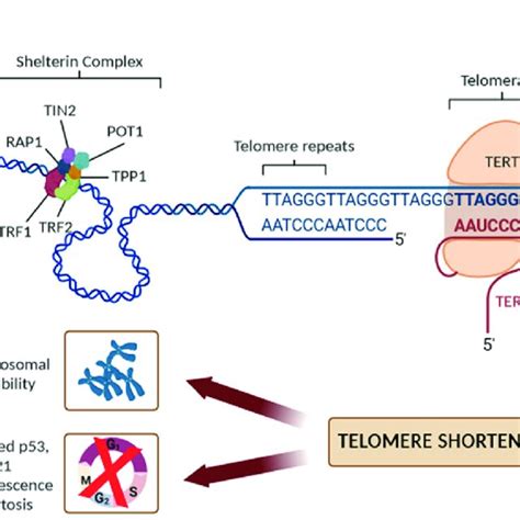 Schematic Representation Of Telomere Structure With The Shelterin