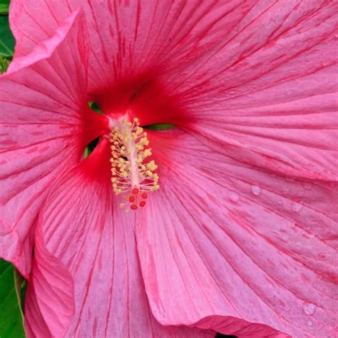 Types Of Hibiscus Exploring Different Species And Varieties