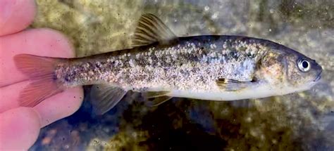 Ccgp — Gila Orcutti Arroyo Chub