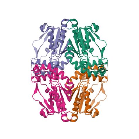 Rcsb Pdb 2jeo Crystal Structure Of Human Uridine Cytidine Kinase 1