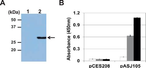 Figure 3 From Development Of A Secretion System For The Production Of Heterologous Proteins In