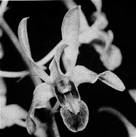 Dendrobium