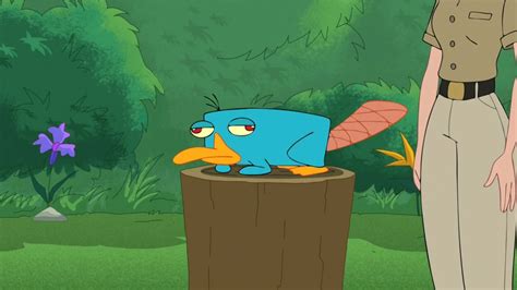 Perry The Platypus Phineas And Ferb Wiki Your Guide To