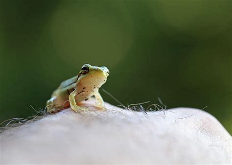 Frog Finger 3 Photograph By Ronnie Corn Fine Art America