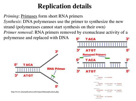 Exonuclease Remove Rna Primer At Annette Nelson Blog