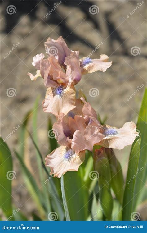 Standard Dwarf Bearded Iris Chanted Stock Photo Image Of Iris Flower
