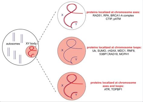 Double Strand Break Repair On Sex Chromosomes Challenges During Male