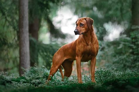 Are Rhodesian Ridgebacks Dangerous